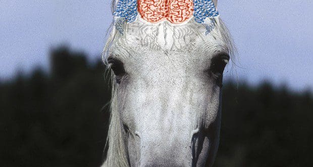 Cerveau du Cheval