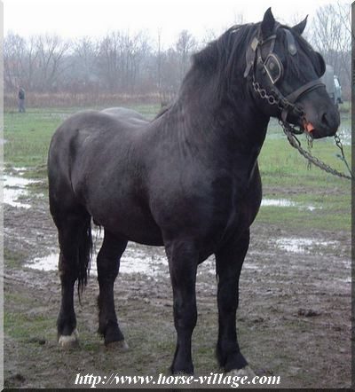 Posavski Konj ou Hvratski Posavac (CHEVAL DE POSAVINA)