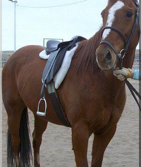 American Appendix Horse