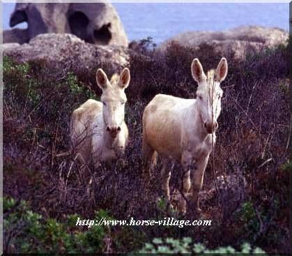 Asino blanco dell’ Asinara (âne Sarde)
