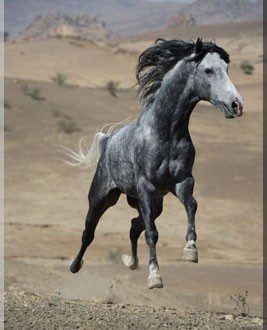 Barbe Arabe | Horse Village