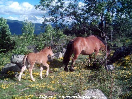 Les différents âges du cheval