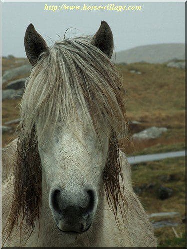 Western Isles Poney