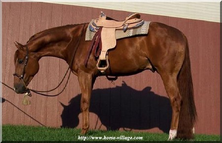 American Appendix Horse