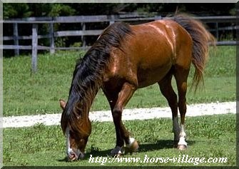 Banker Poney